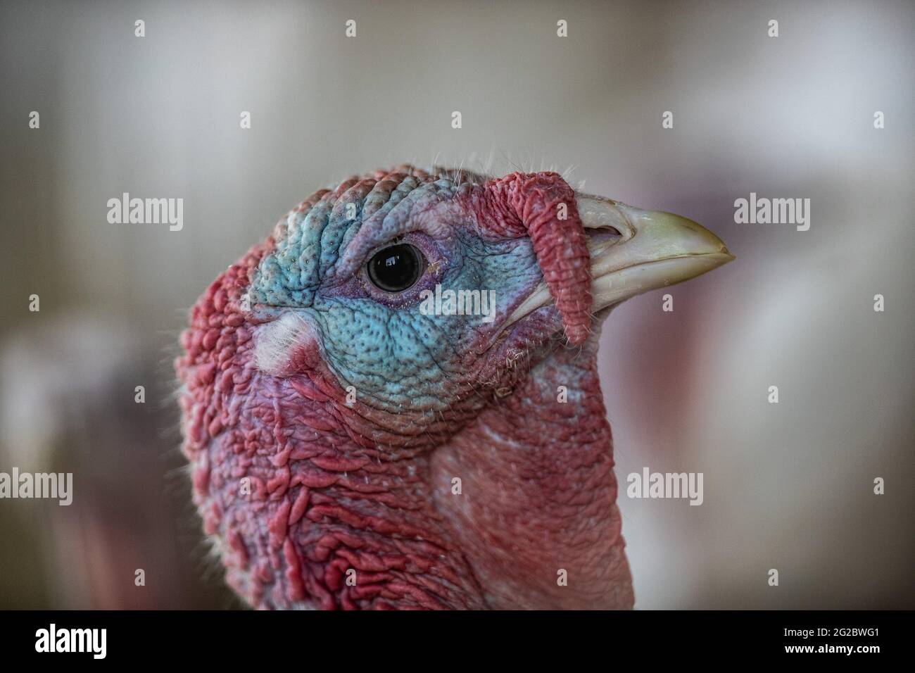 Turkey bird face hi-res stock photography and images - Alamy