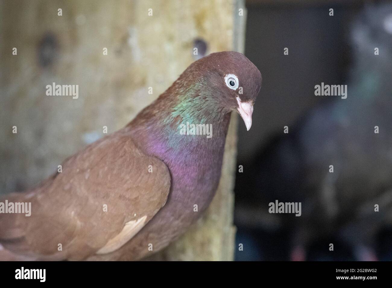 Closeup shot of a brown pigeon with colorful feathers Stock Photo - Alamy