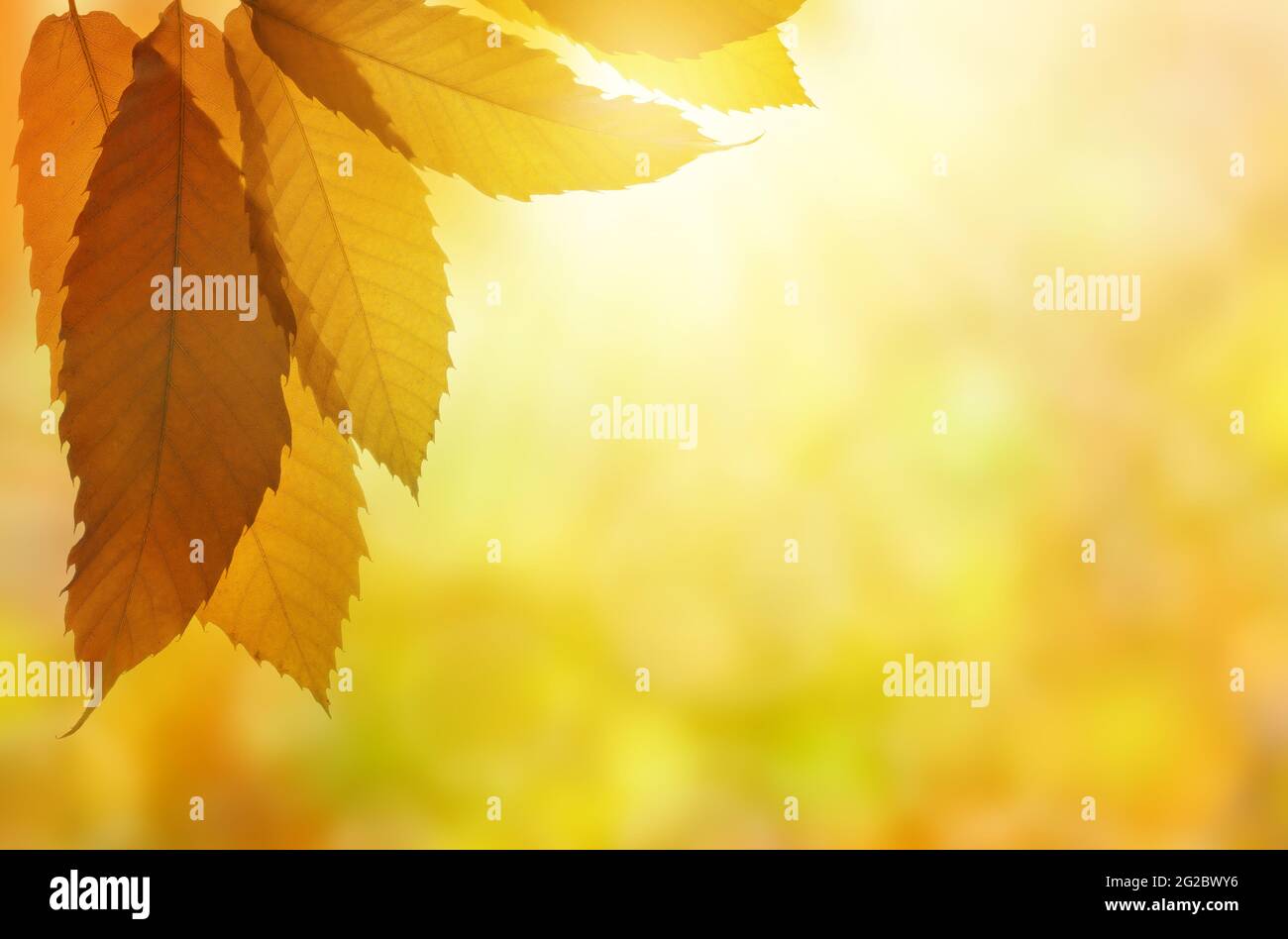 Autumn leaves of sweet chestnut tree (Castanea sativa) on natural ...