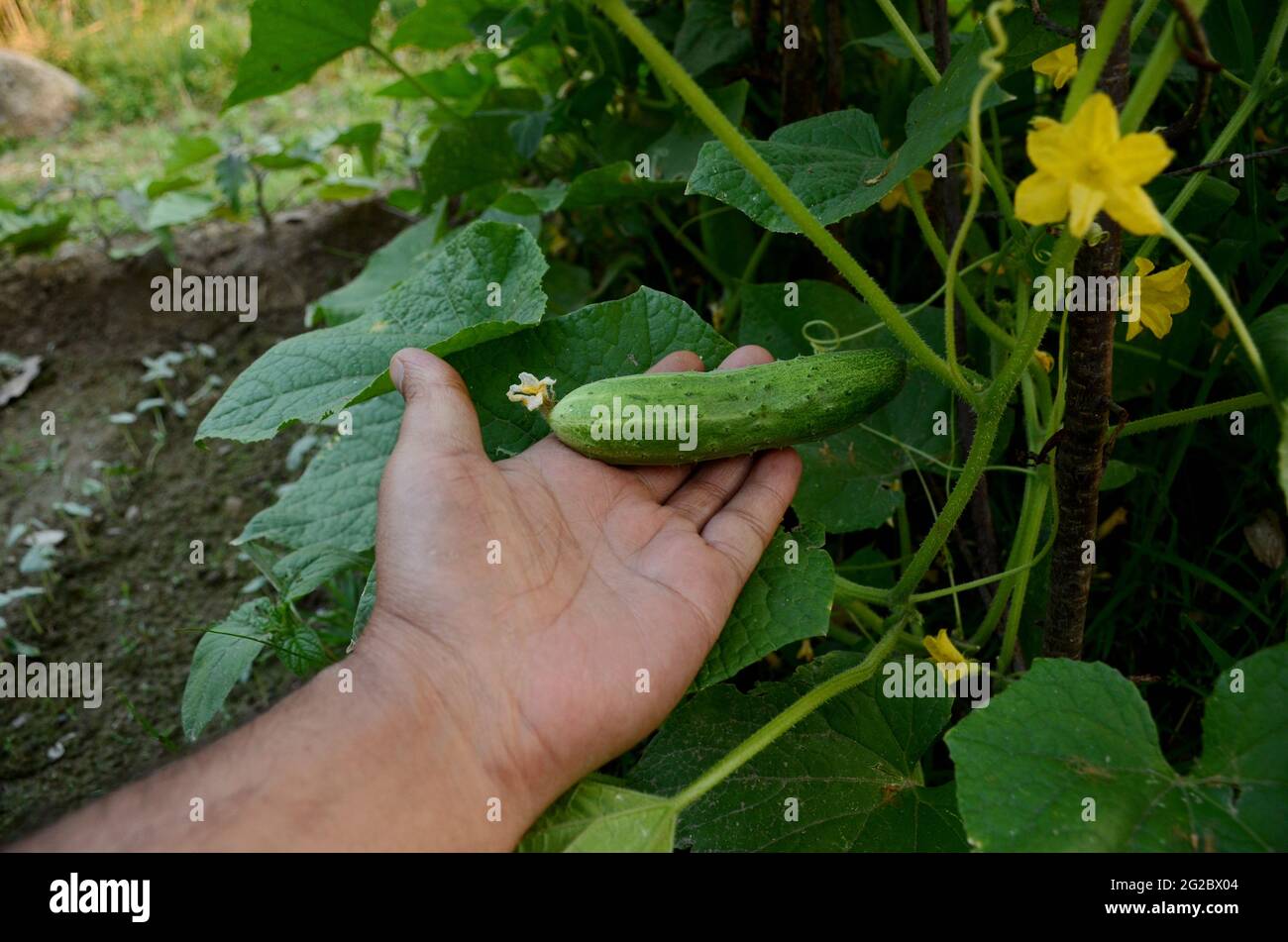 Hand holding a growing cucumber hi-res stock photography and images - Alamy