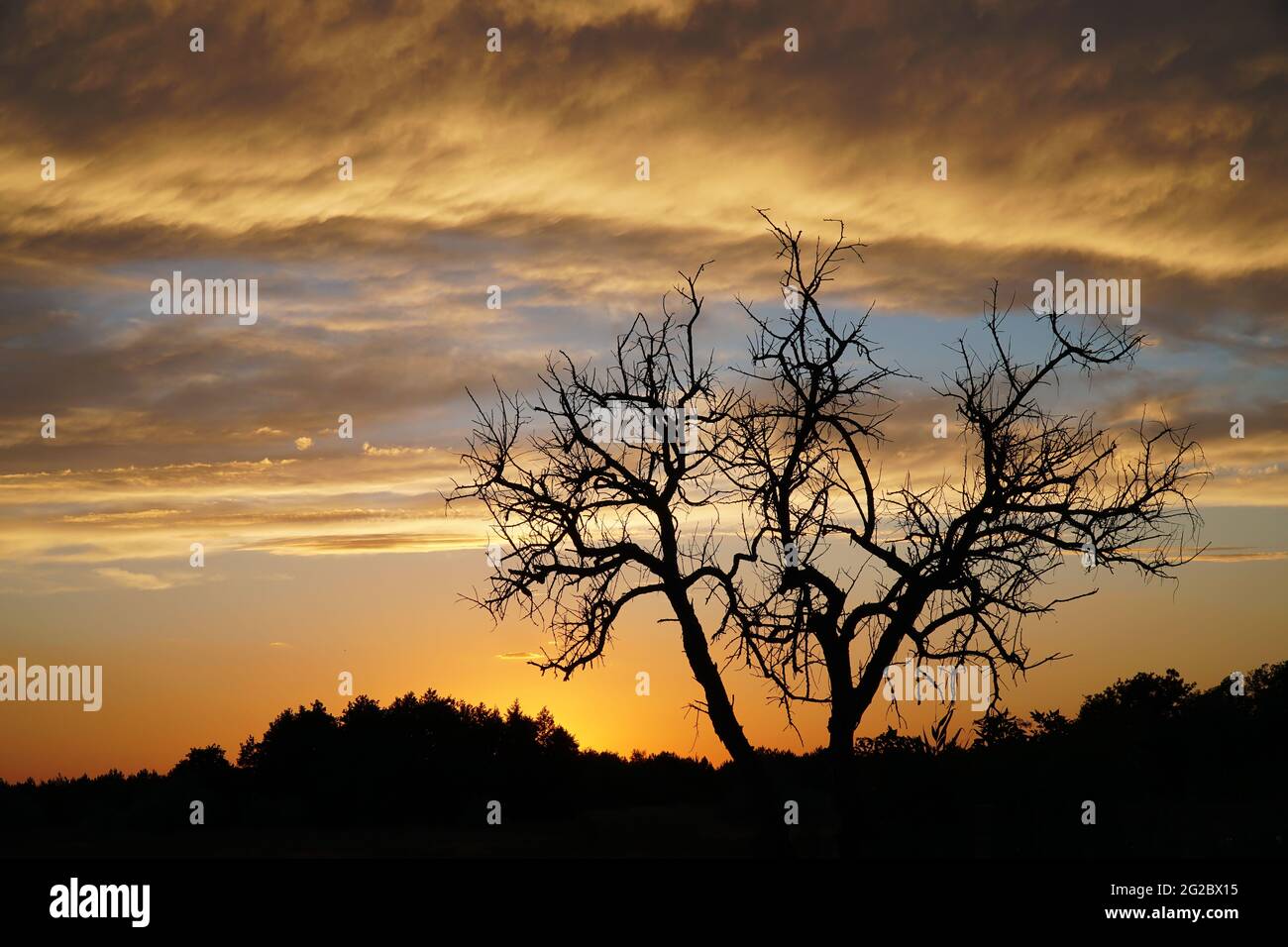 Beautiful sunset sky and tree Stock Photo - Alamy