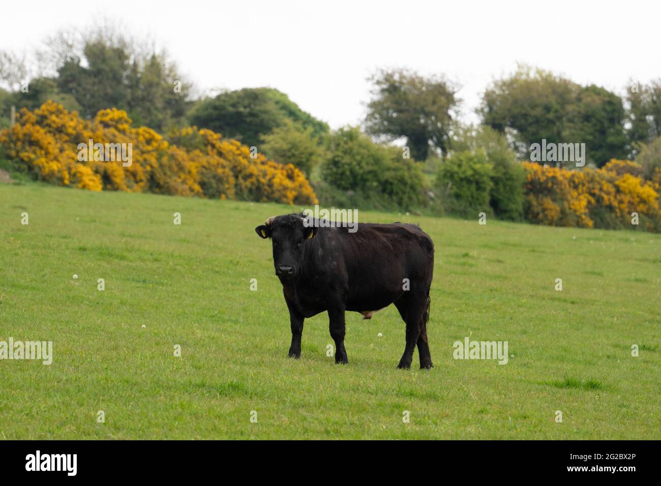 Small black cow hi-res stock photography and images - Alamy