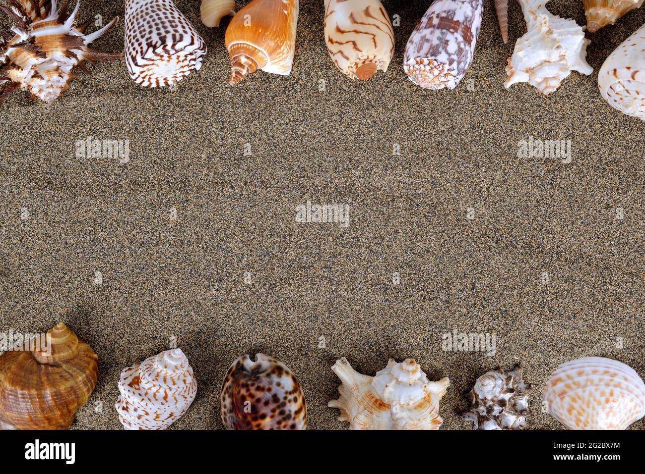 Sea shells with sand as background Stock Photo - Alamy