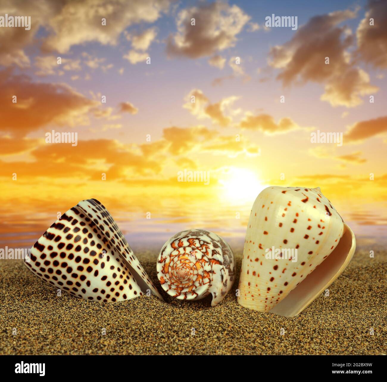 Tropical sea shells on sandy beach at sunset Stock Photo - Alamy