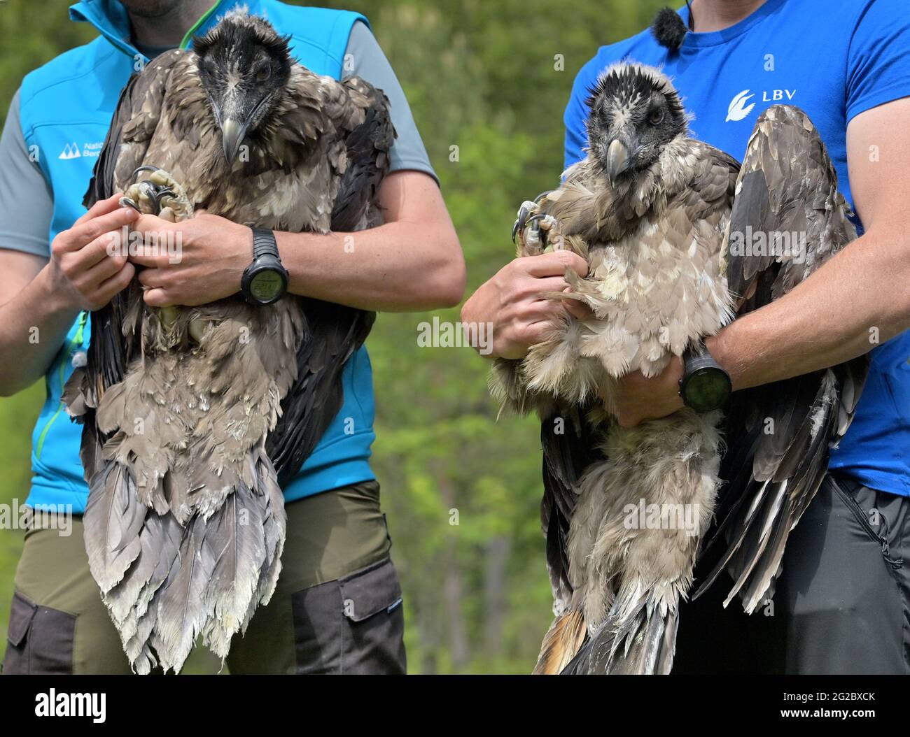 10 June 2021, Bavaria, Ramsau Bei Berchtesgaden: The female bearded ...