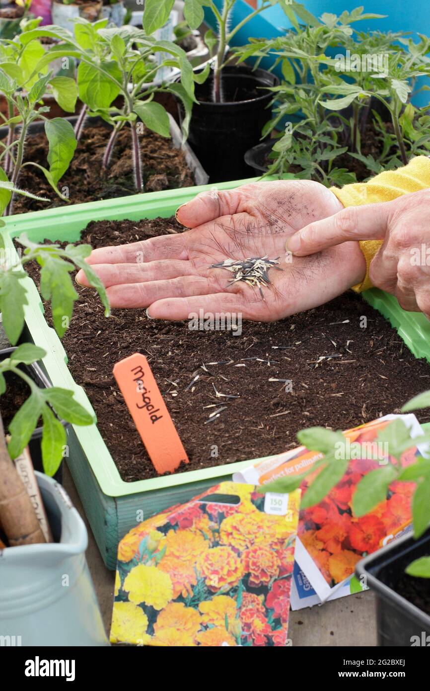 Marigold seeds hi-res stock photography and images - Alamy