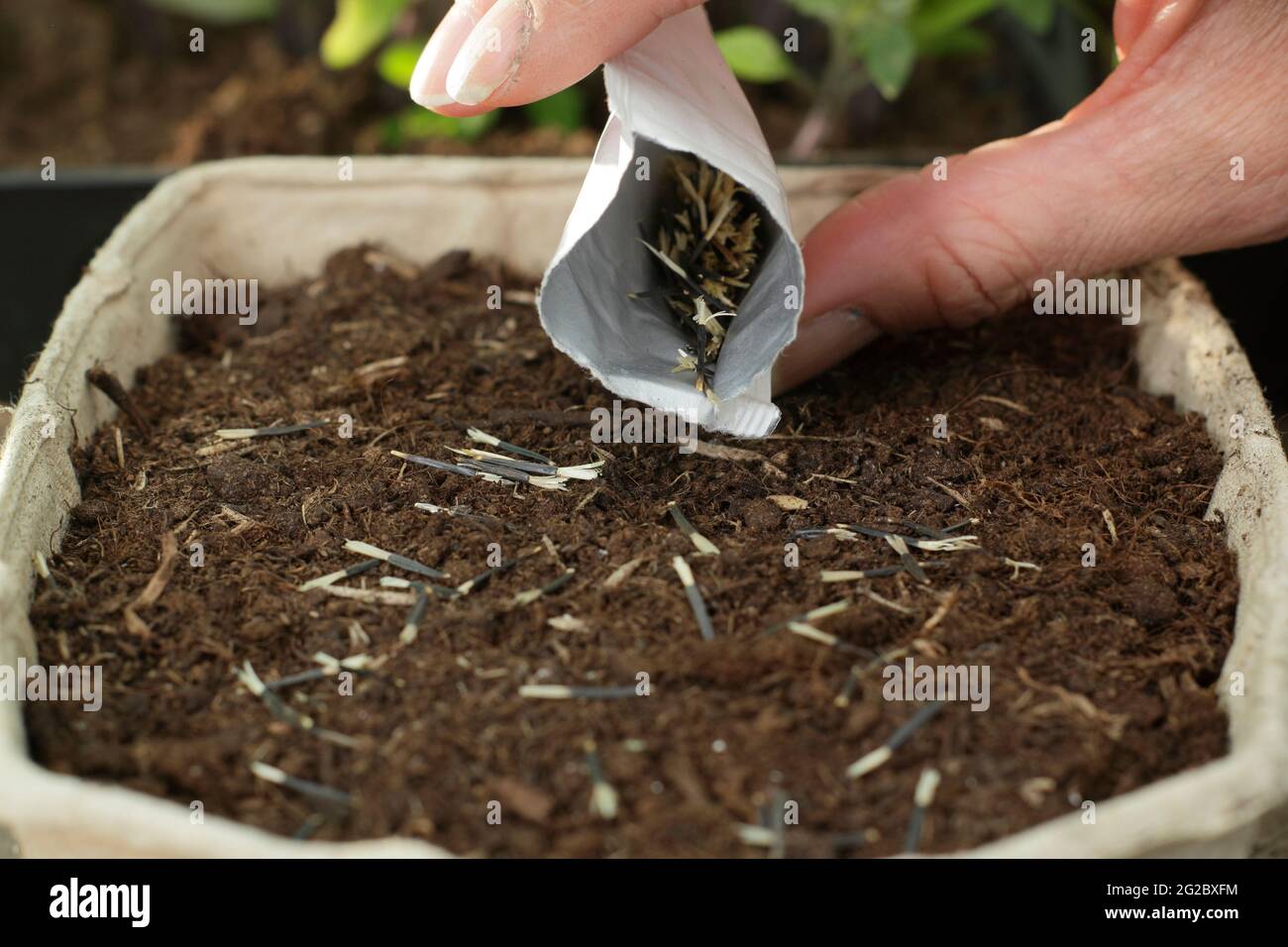 Sowing French marigolds into a tray. Starting off French marigold ...
