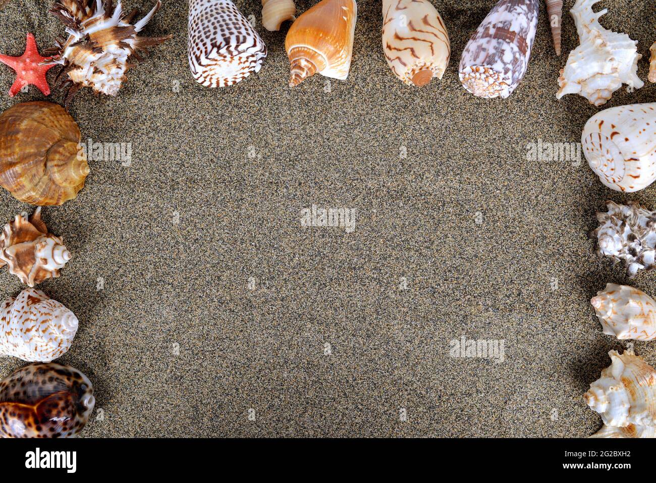 Sea shells with sand as background Stock Photo - Alamy