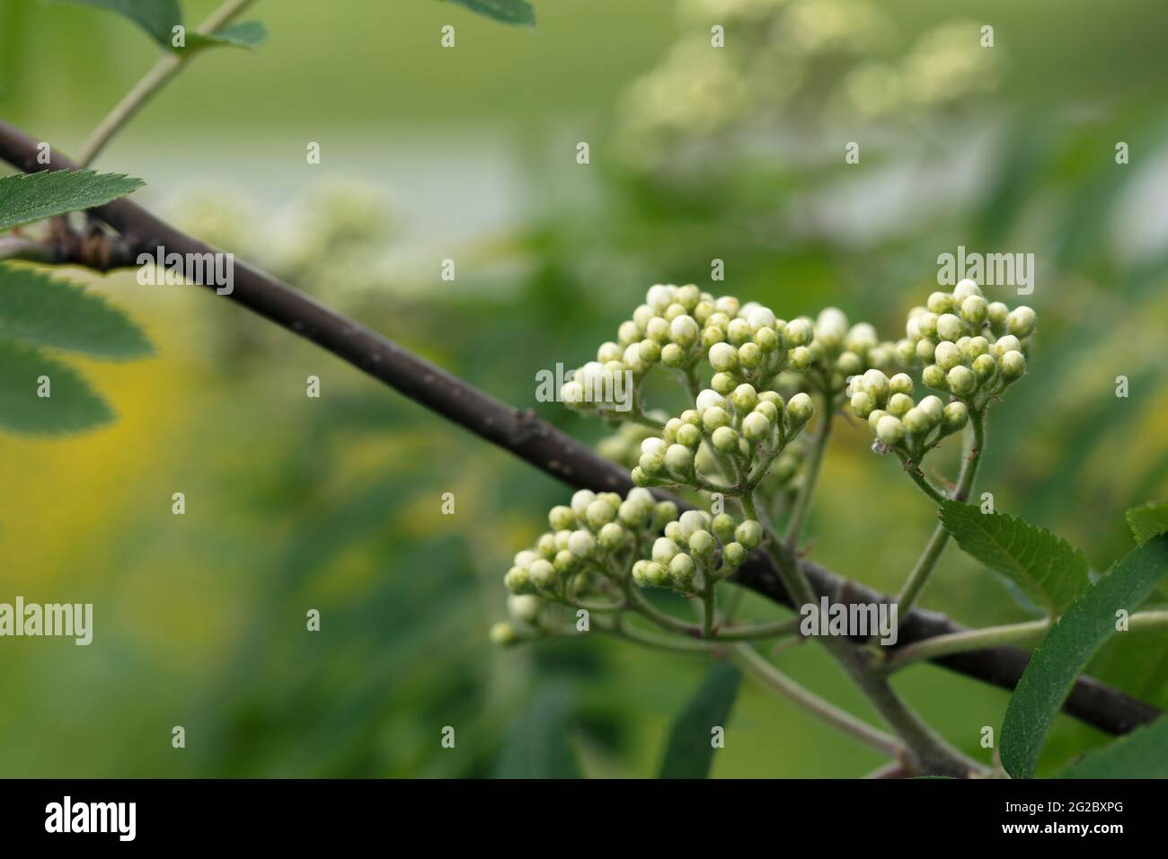 Close up on rowan flowers on a twig in a garden. Early June Stock Photo ...