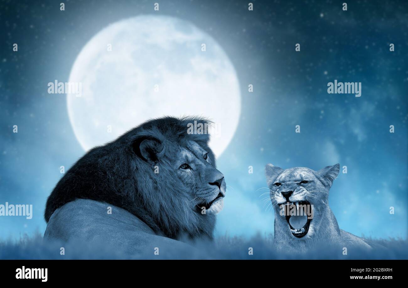 Lion and lioness on the savannah in the background night sky with moon ...