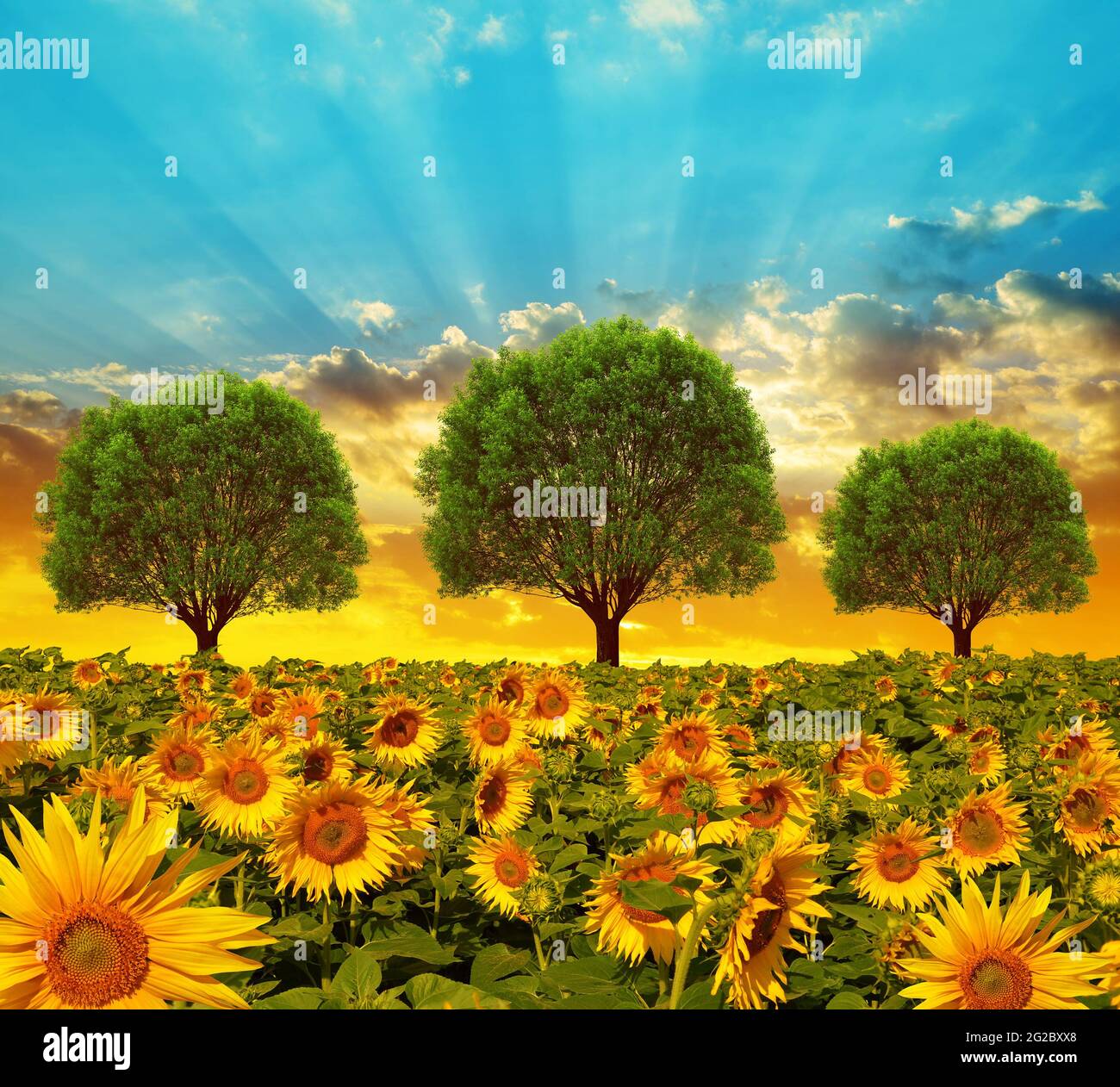 Beautiful spring landscape with blooming sunflower field and trees at ...
