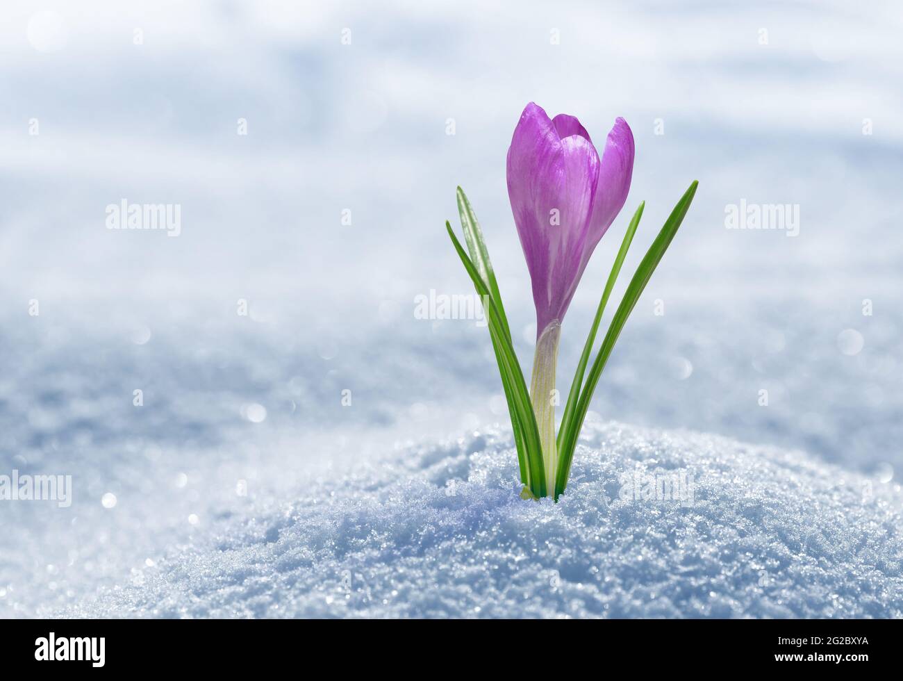 Flower petals in the snow hi-res stock photography and images - Alamy
