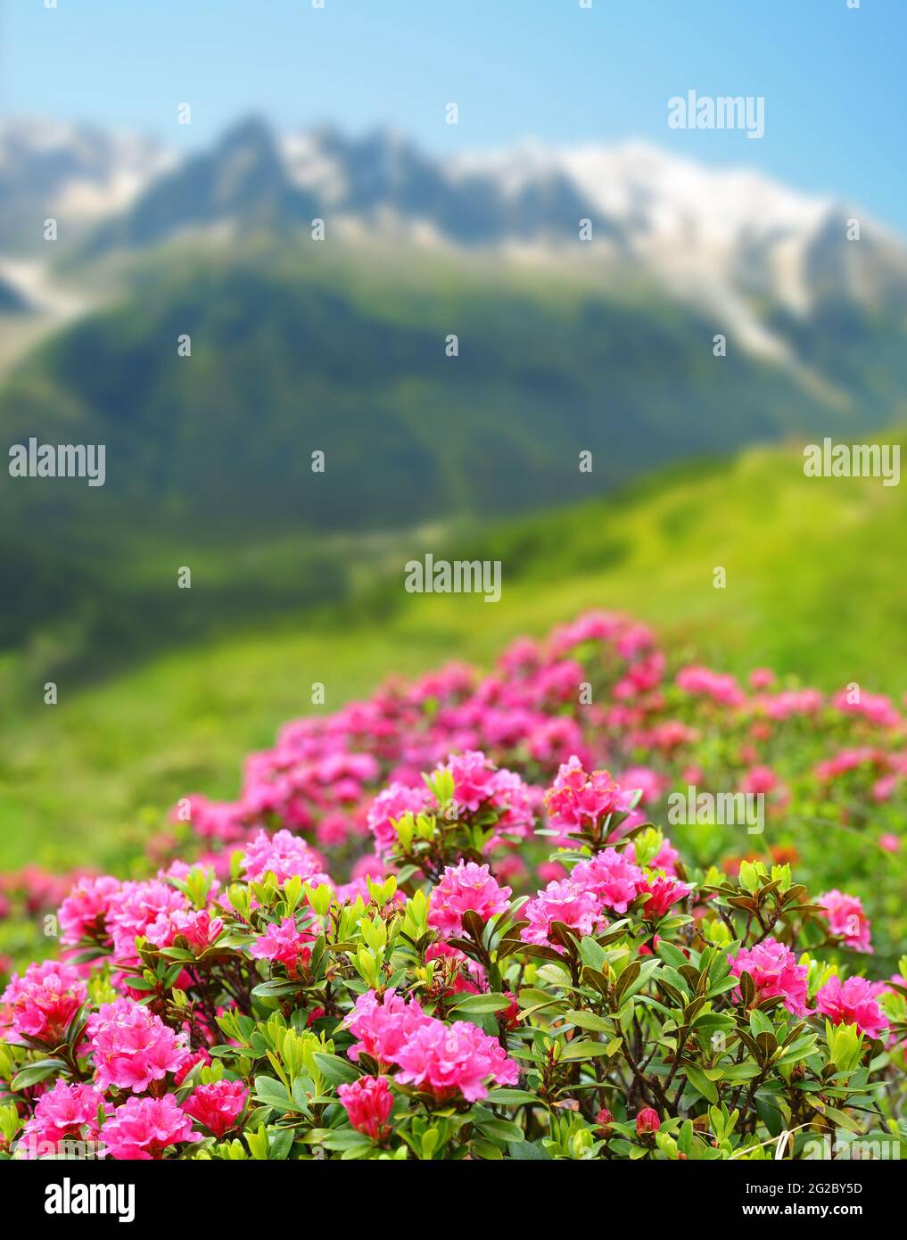 Blooming azalea in Savoy Alps, in the background Mount Blanc,France ...
