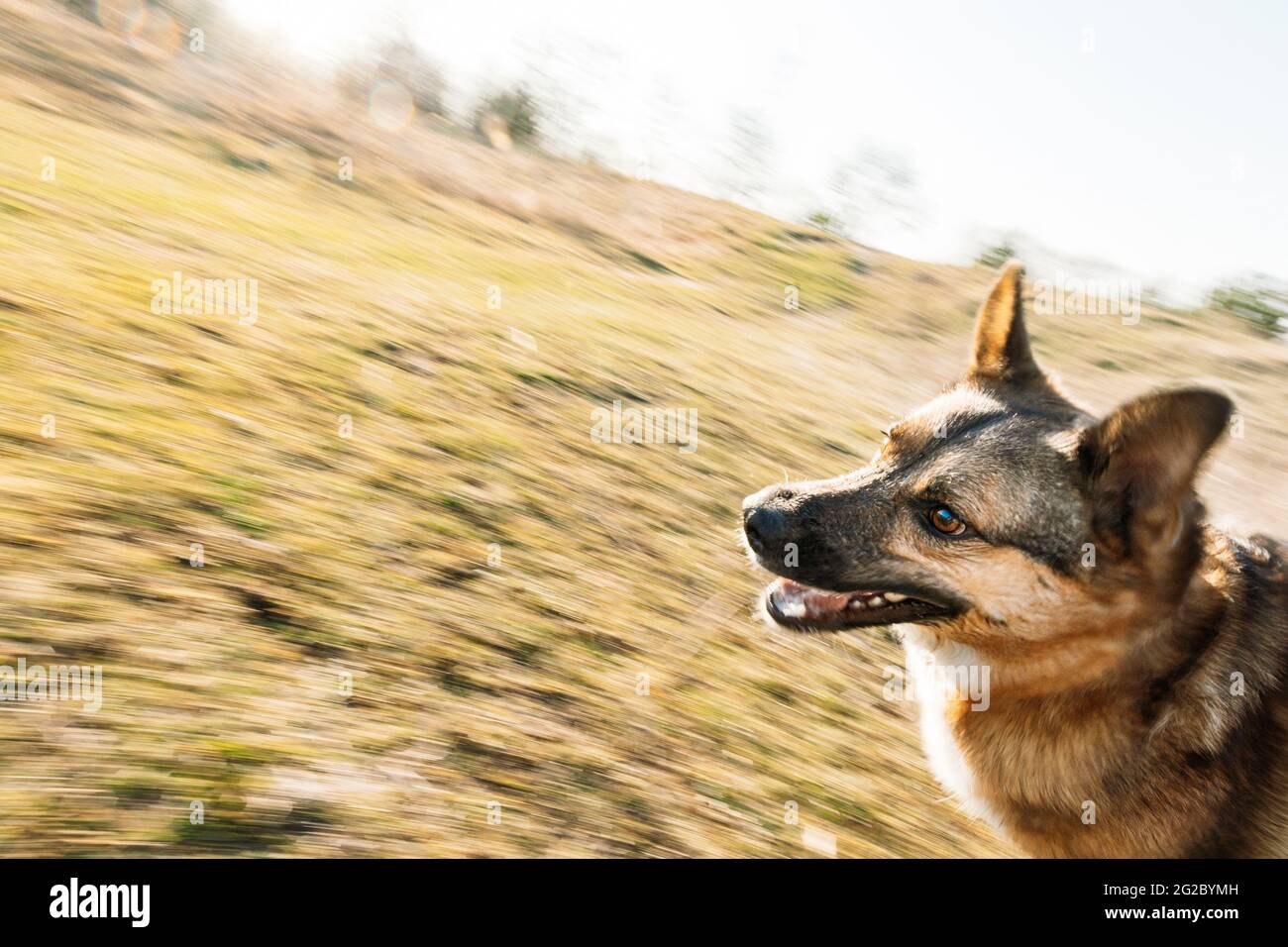 Angry attack dog hi-res stock photography and images - Alamy