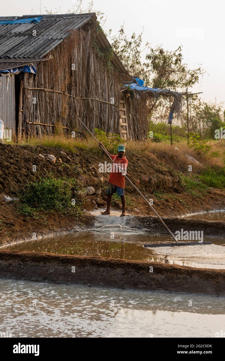 Salt pans goa india hi-res stock photography and images - Alamy