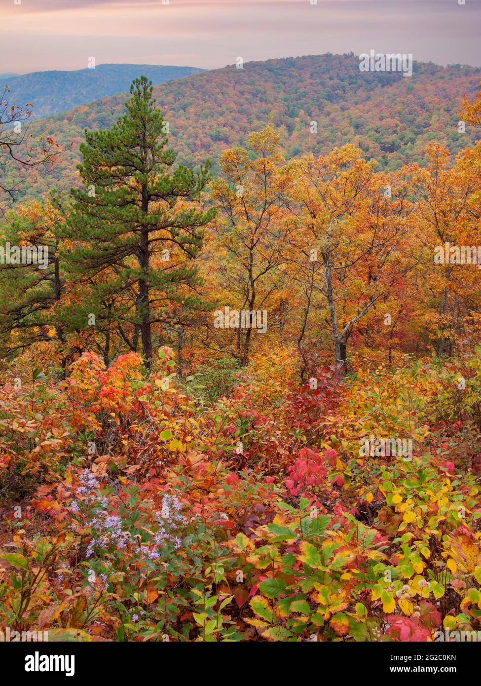 Scenic view of forest trees showing autumn color and New England asters ...