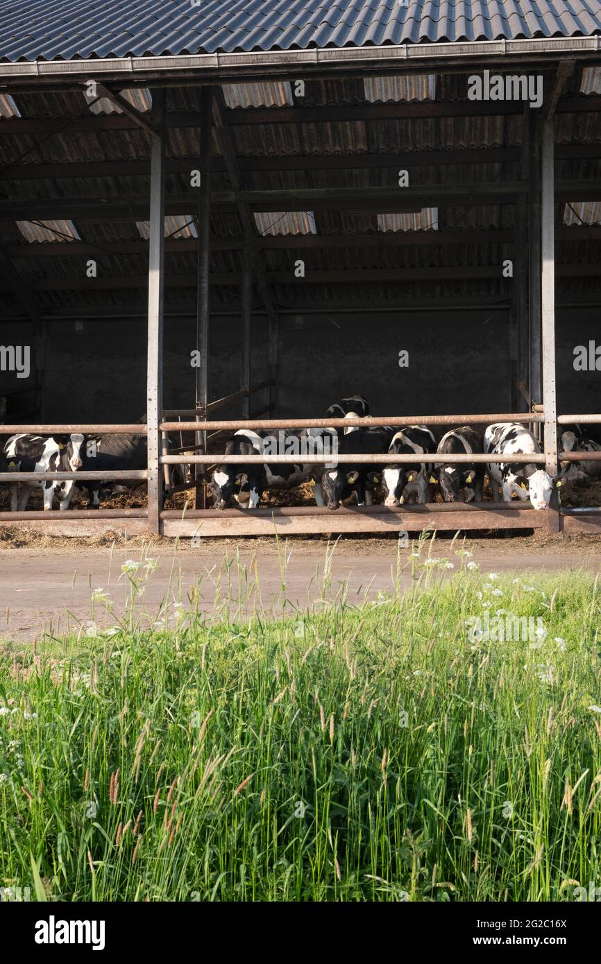 cows in half open barn behind spring flowers in grass Stock Photo - Alamy