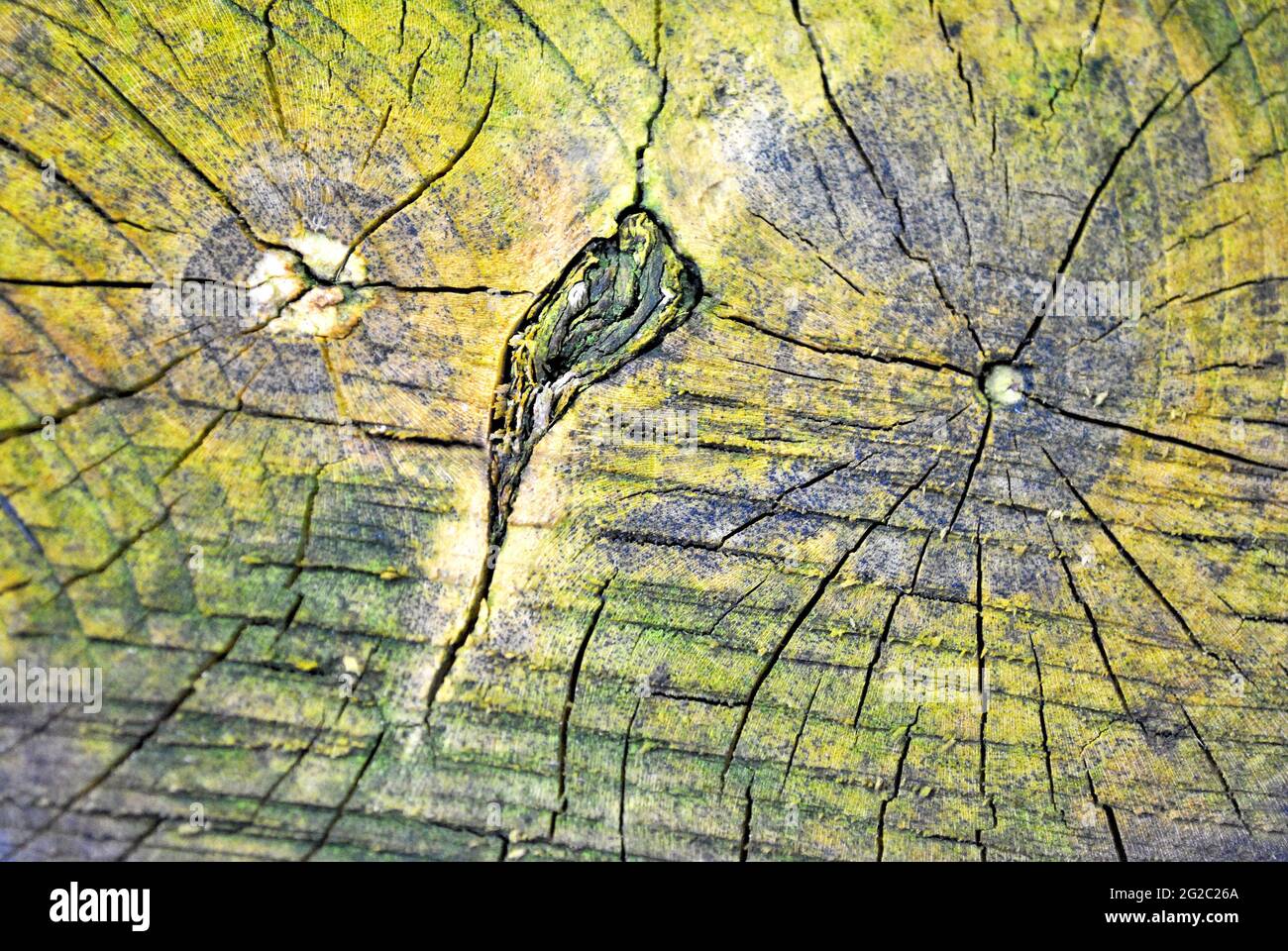 Old double centre tree sawn stump with cracks from center, green moss ...
