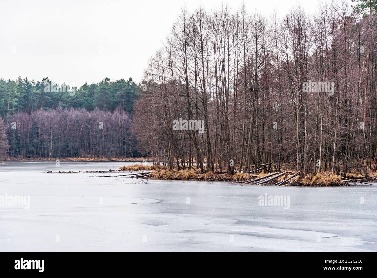 A frozen, ice-covered, meandering river flowing through a winter forest ...