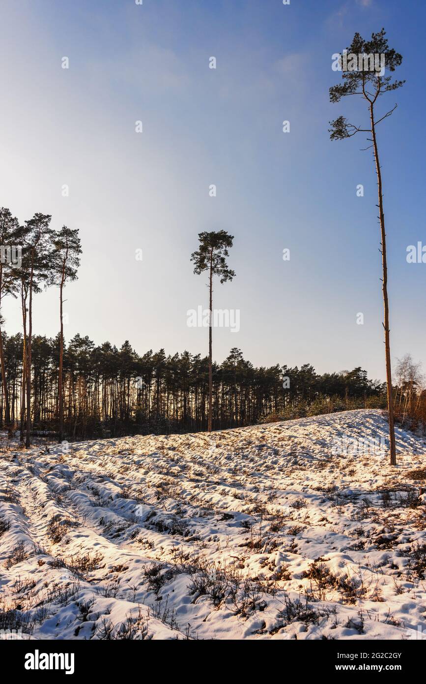 Woodland Plantings High Resolution Stock Photography and Images - Alamy