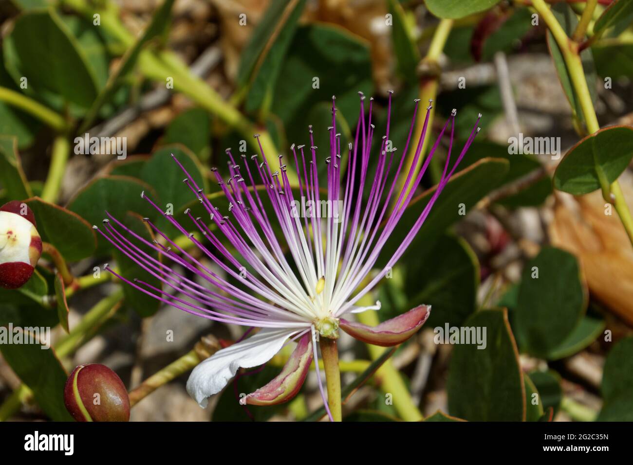 Caper shrub hi-res stock photography and images - Alamy