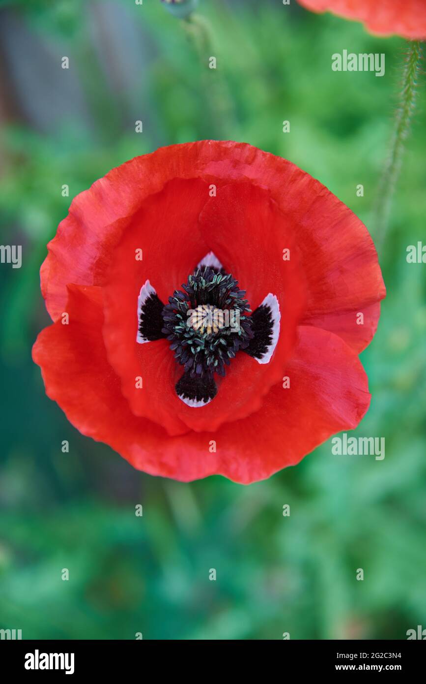 a poppy flower Stock Photo - Alamy