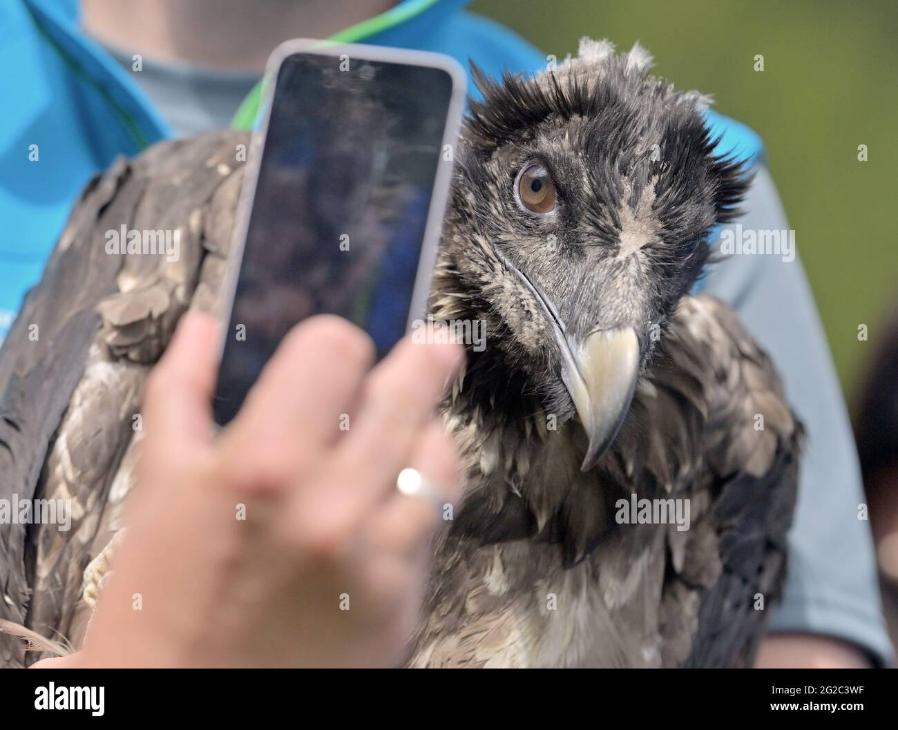 Ramsau Bei Berchtesgaden, Germany. 10th June, 2021. The female bearded ...