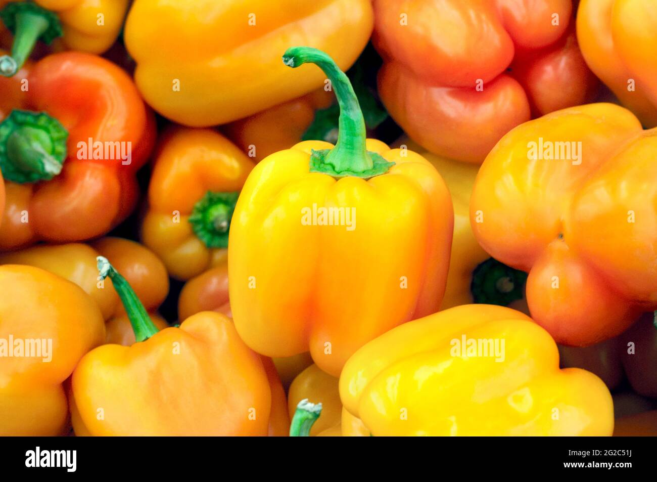 Yellow-orange bell peppers. Close-up background image. Illustration for ...