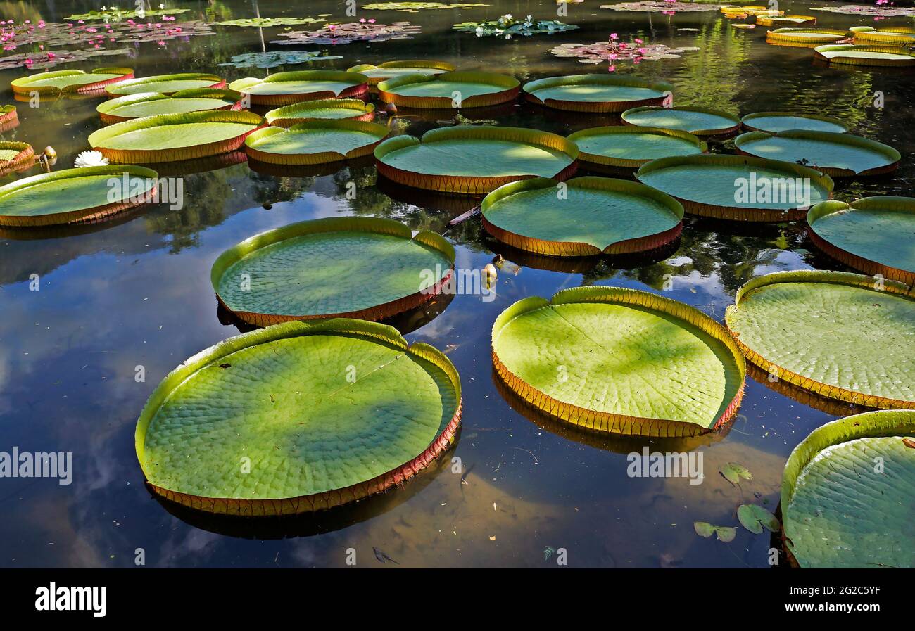 Victoria regia (Victoria amazonica) leaves on lake in Rio de Janeiro ...