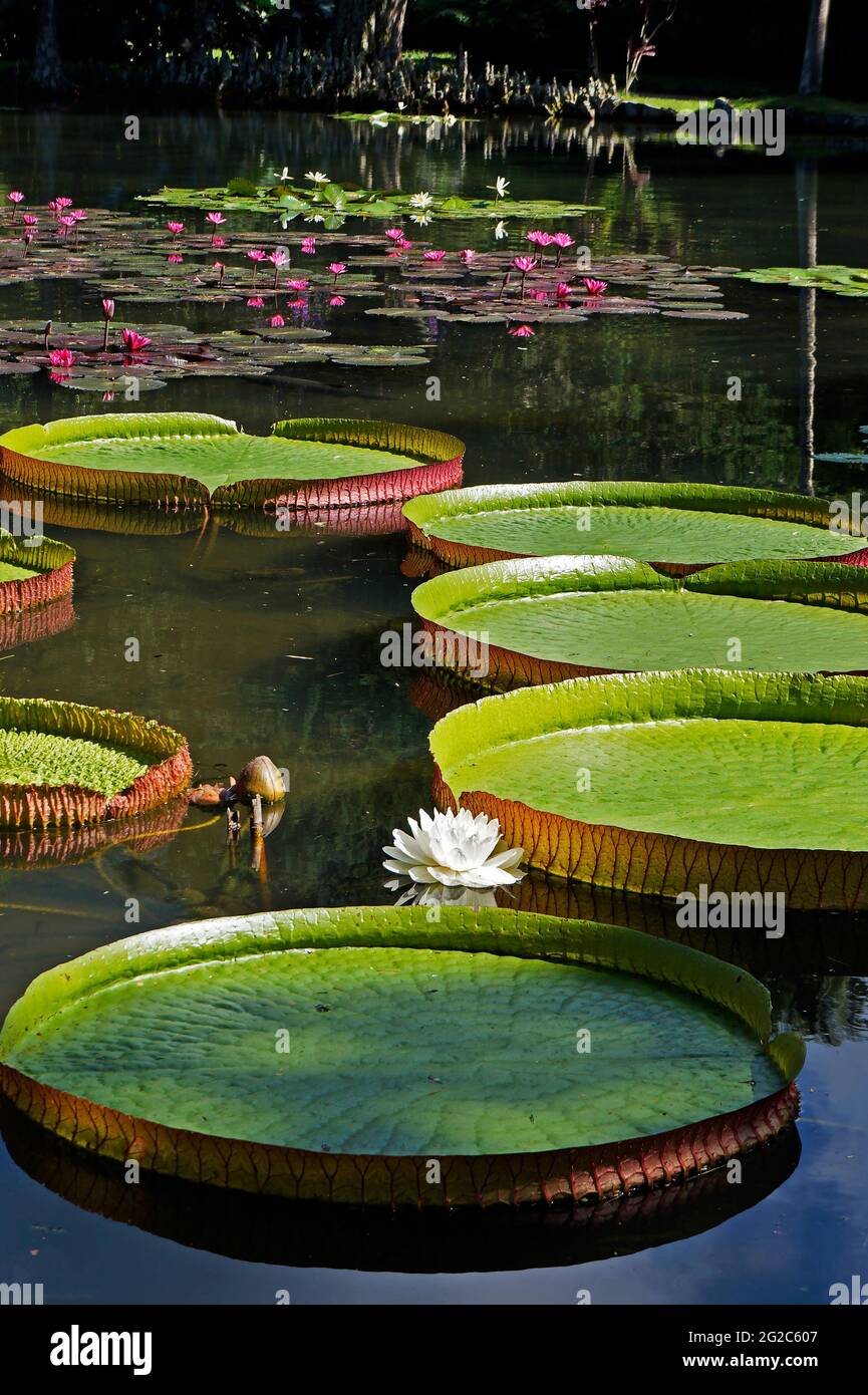 Victoria regia (Victoria amazonica) leaves and flower on lake Stock ...