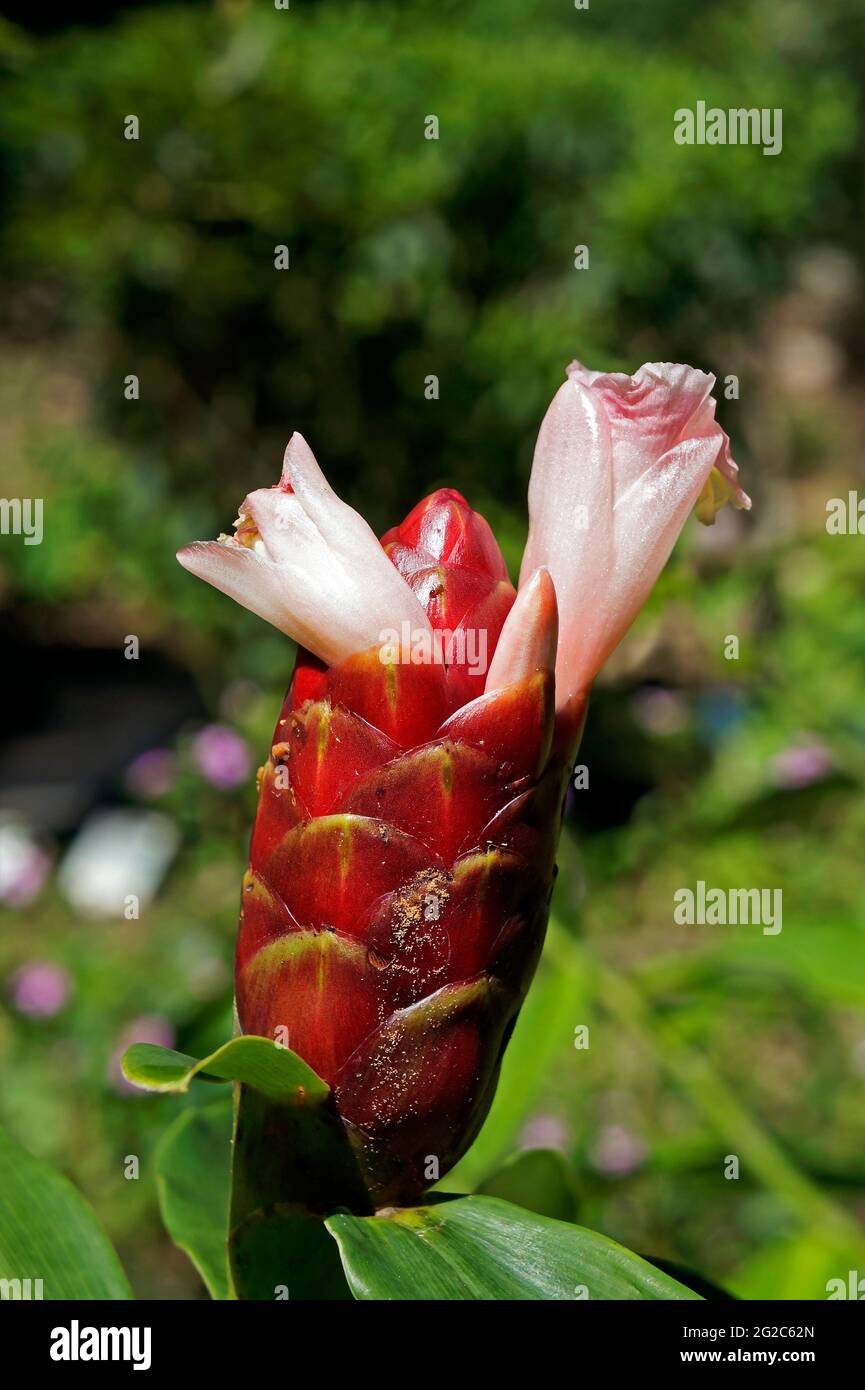 Crepe ginger flower (Costus spiralis) on garden Stock Photo - Alamy