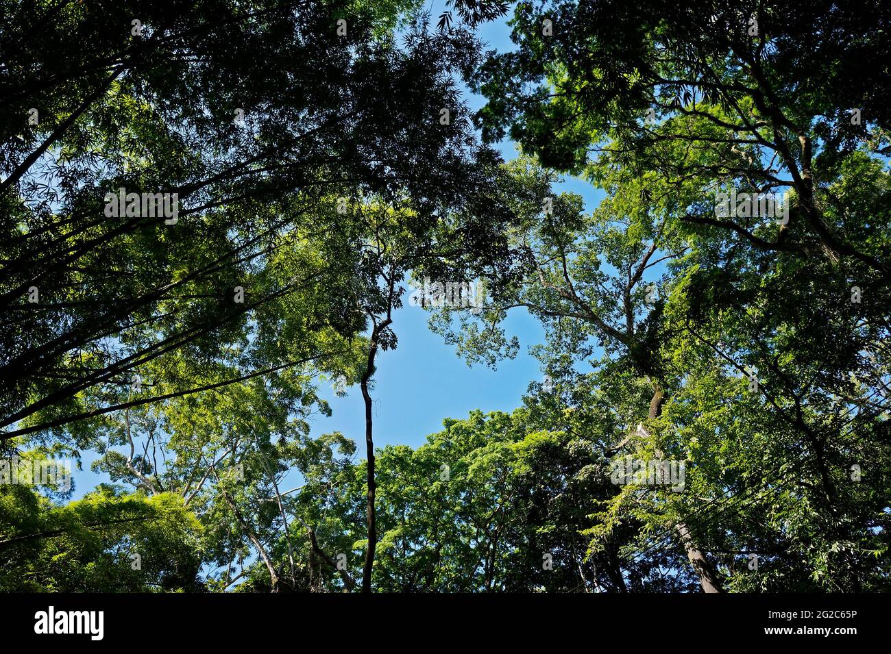 Tropical rainforest canopy trees hi-res stock photography and images ...