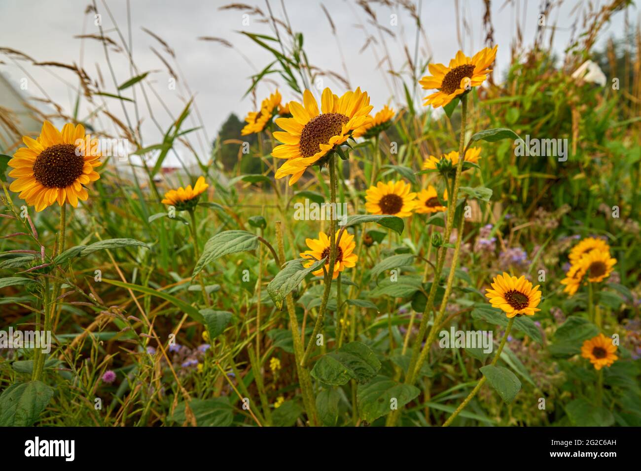 Garden Sunflowers. Flowering Sunflower plants move in a gentle breeze ...