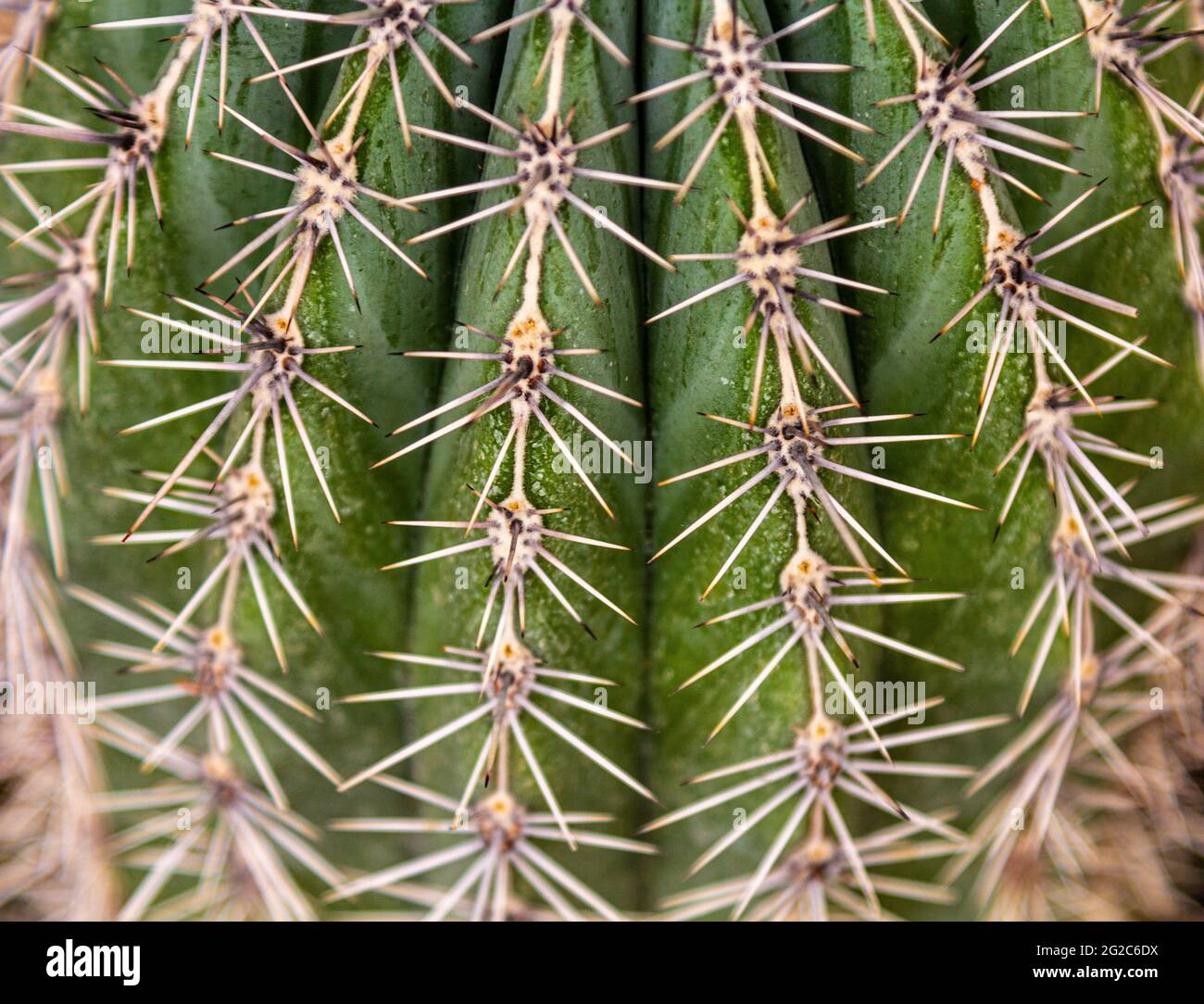 Cactus plant large frame . Green cactus. needle Stock Photo - Alamy