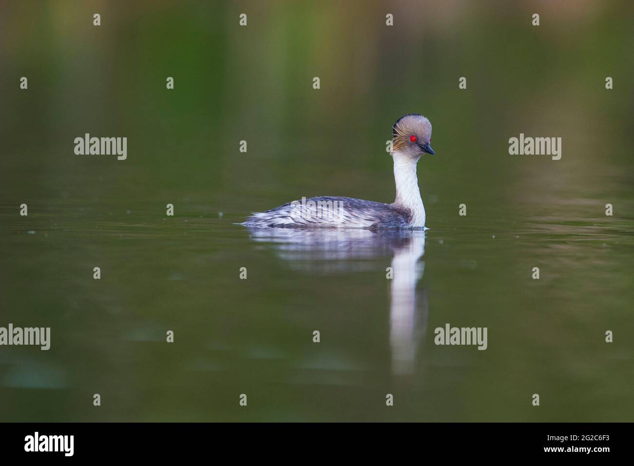 Silvery grebe, Podiceps Occipitalis, swimming in Pampas lagoon, La ...