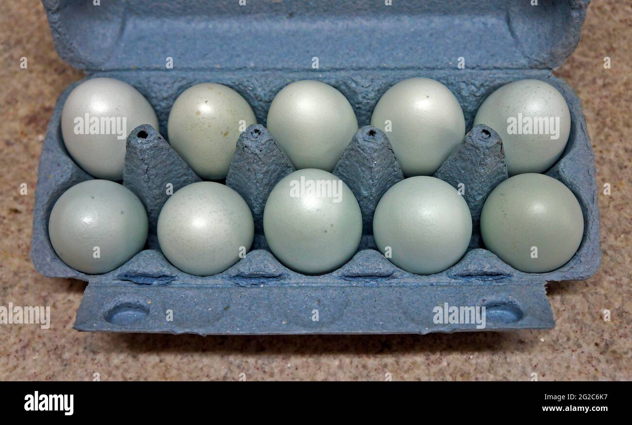Ten blue chicken eggs on cardboard box Stock Photo - Alamy
