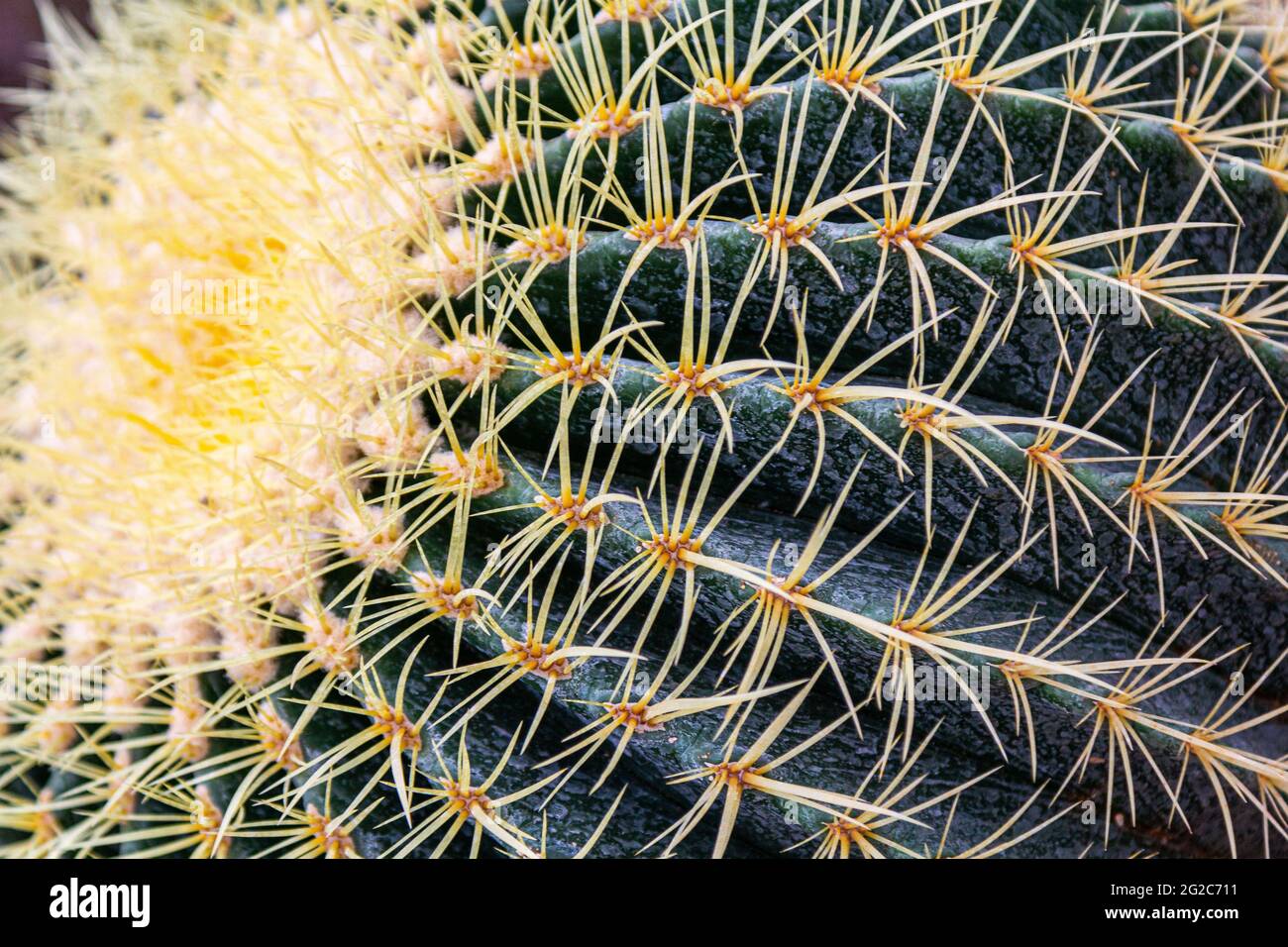 Cactus plant large frame . Green cactus. needle Stock Photo - Alamy