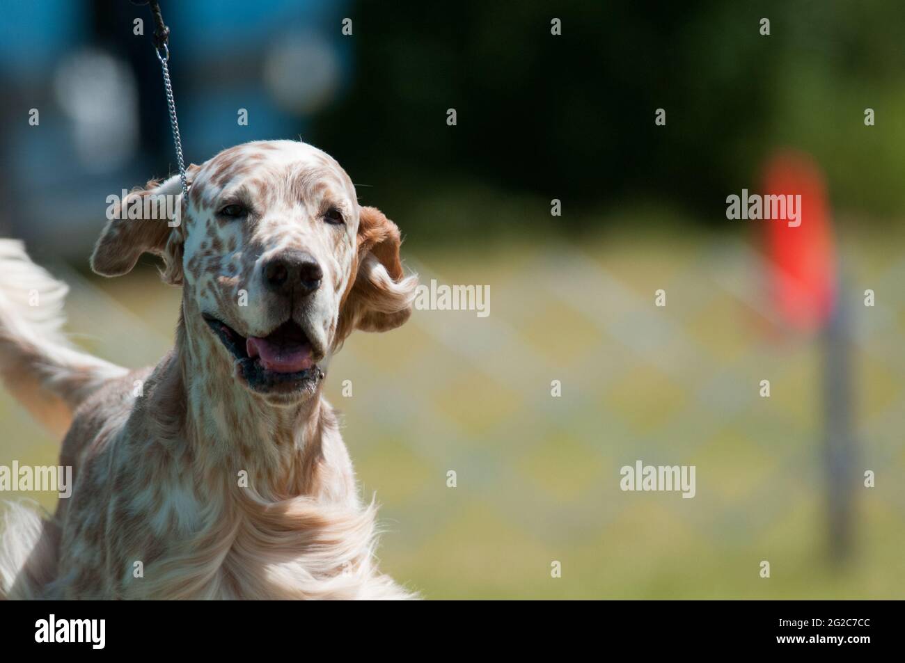 English Setter in dog show ring Stock Photo - Alamy