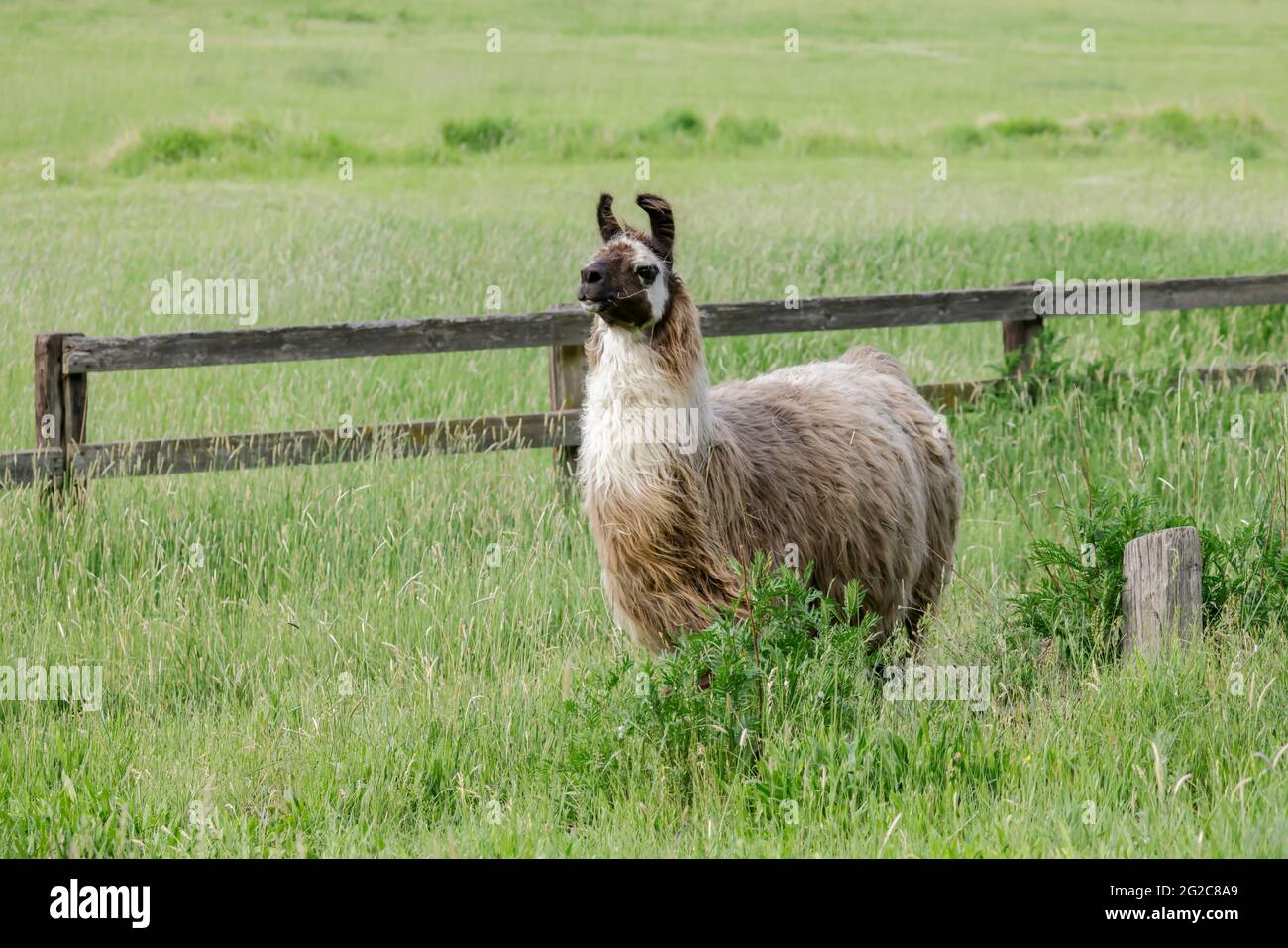 Llama graze grazing field hi-res stock photography and images - Alamy