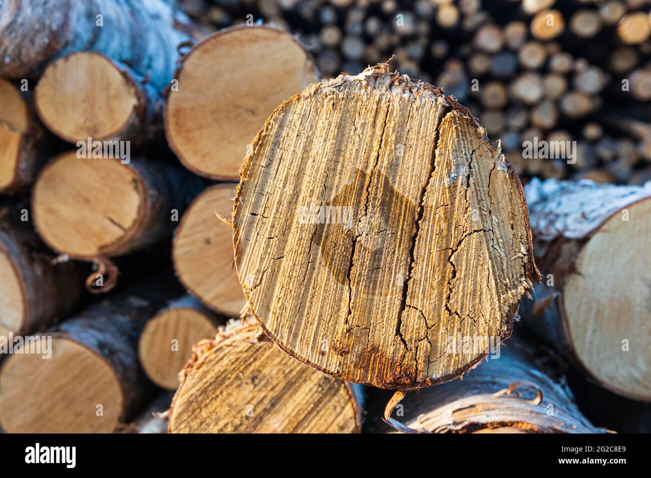 cut of log birch on a sawmill in nature in the summer. High quality ...