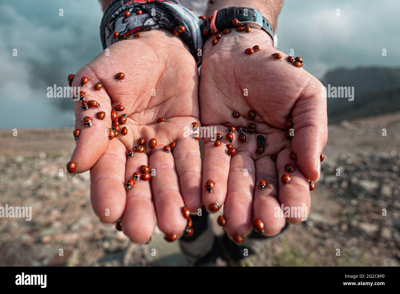 Ladybugs colors hi-res stock photography and images - Alamy