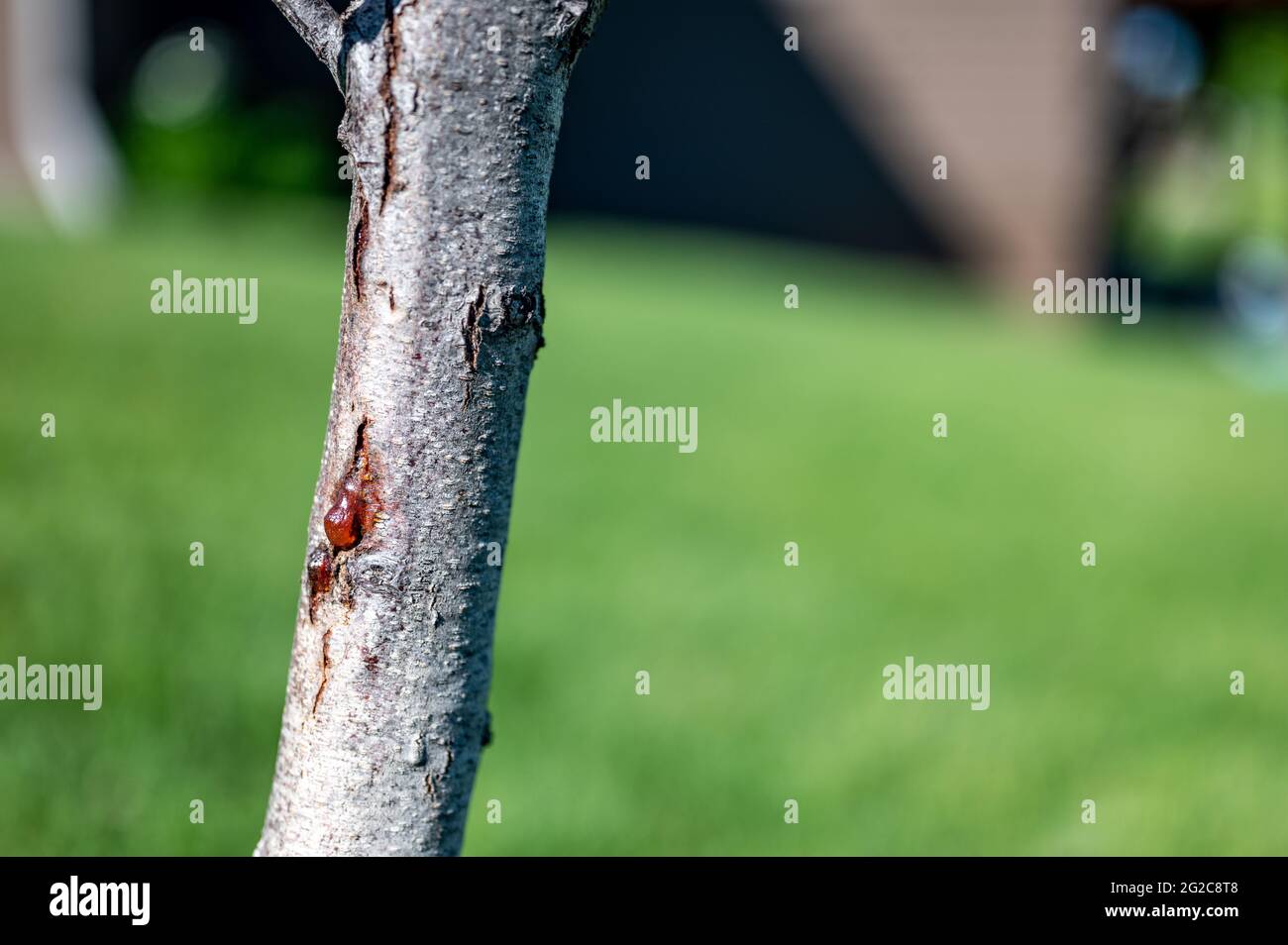 damaged bark of on a peach tree in the spring caused by an infestation ...
