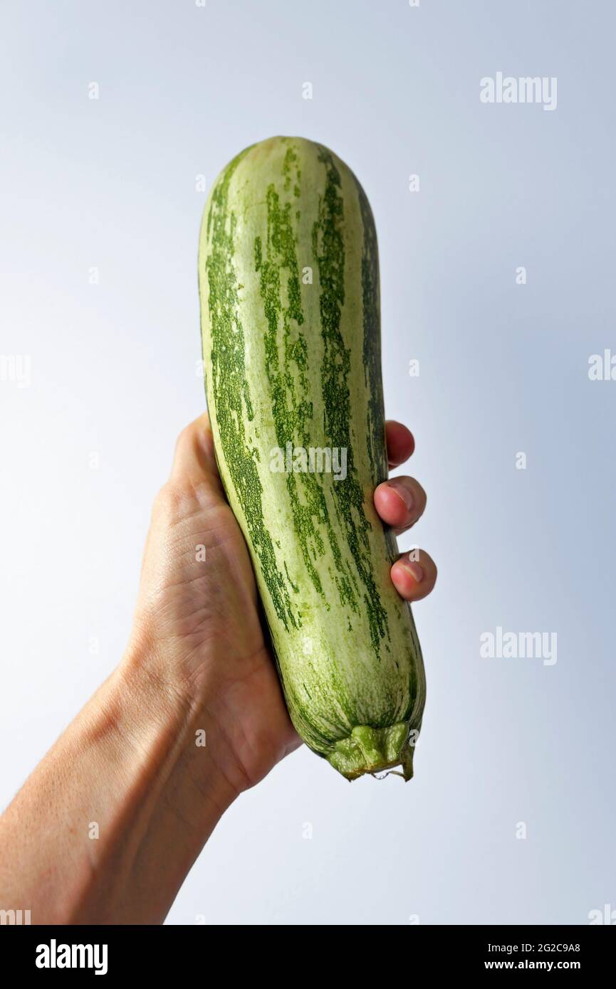 Zucchini on hand in a bright background Stock Photo - Alamy
