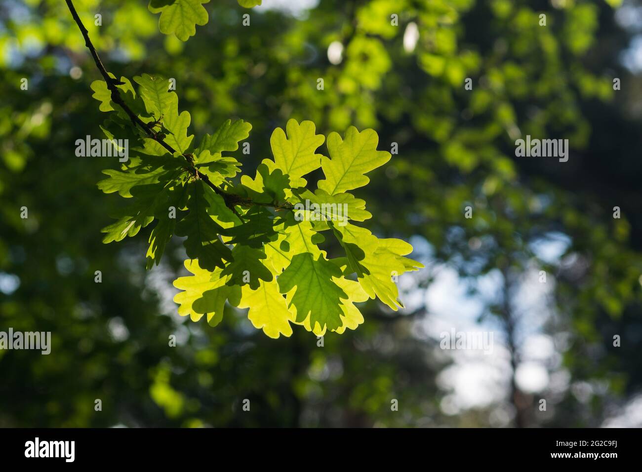 Oak leaves an branch hi-res stock photography and images - Alamy