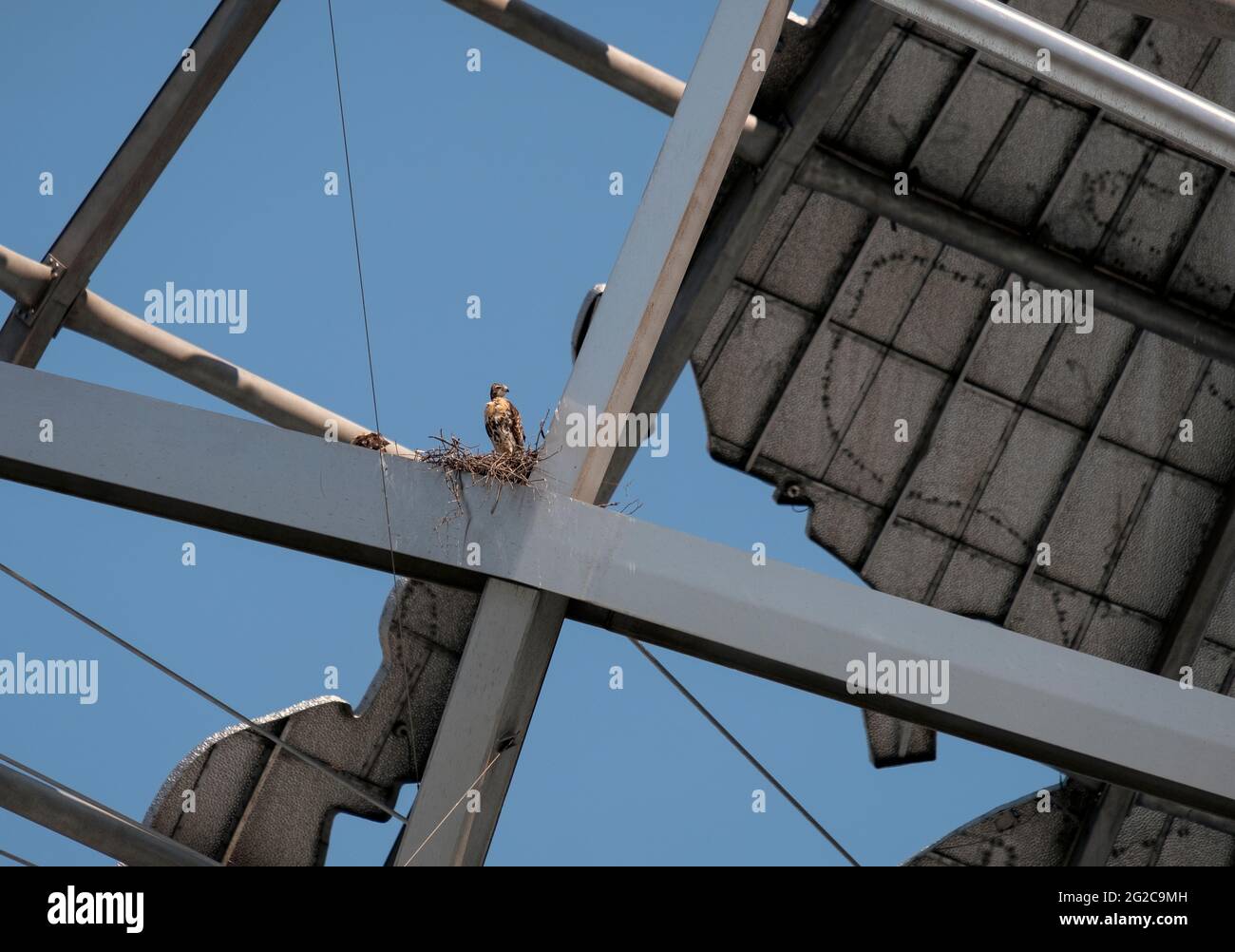 Hawk at urban nest hi-res stock photography and images - Alamy