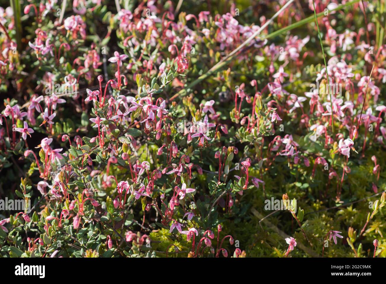 Marsh berries hi-res stock photography and images - Alamy