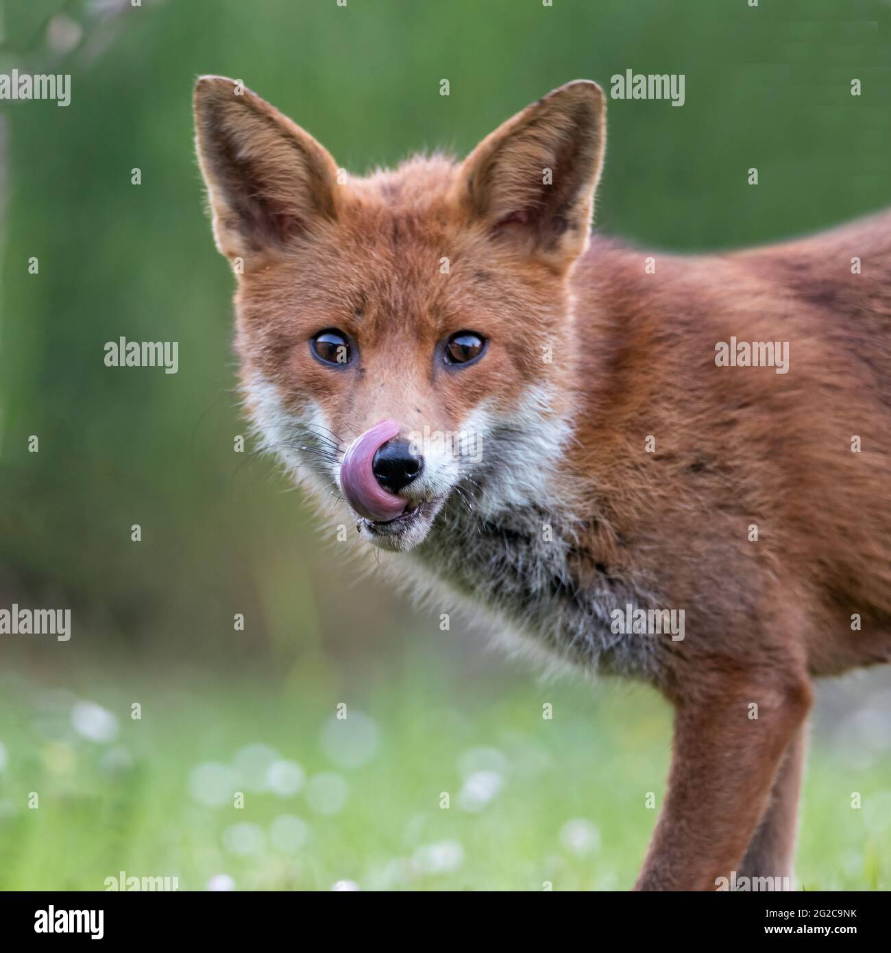 Brown foxes hi-res stock photography and images - Alamy