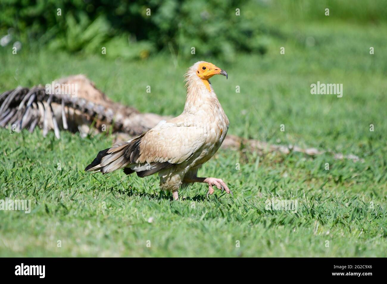 Close-up of Egyptian vulture walking on the ground next to the corpse ...