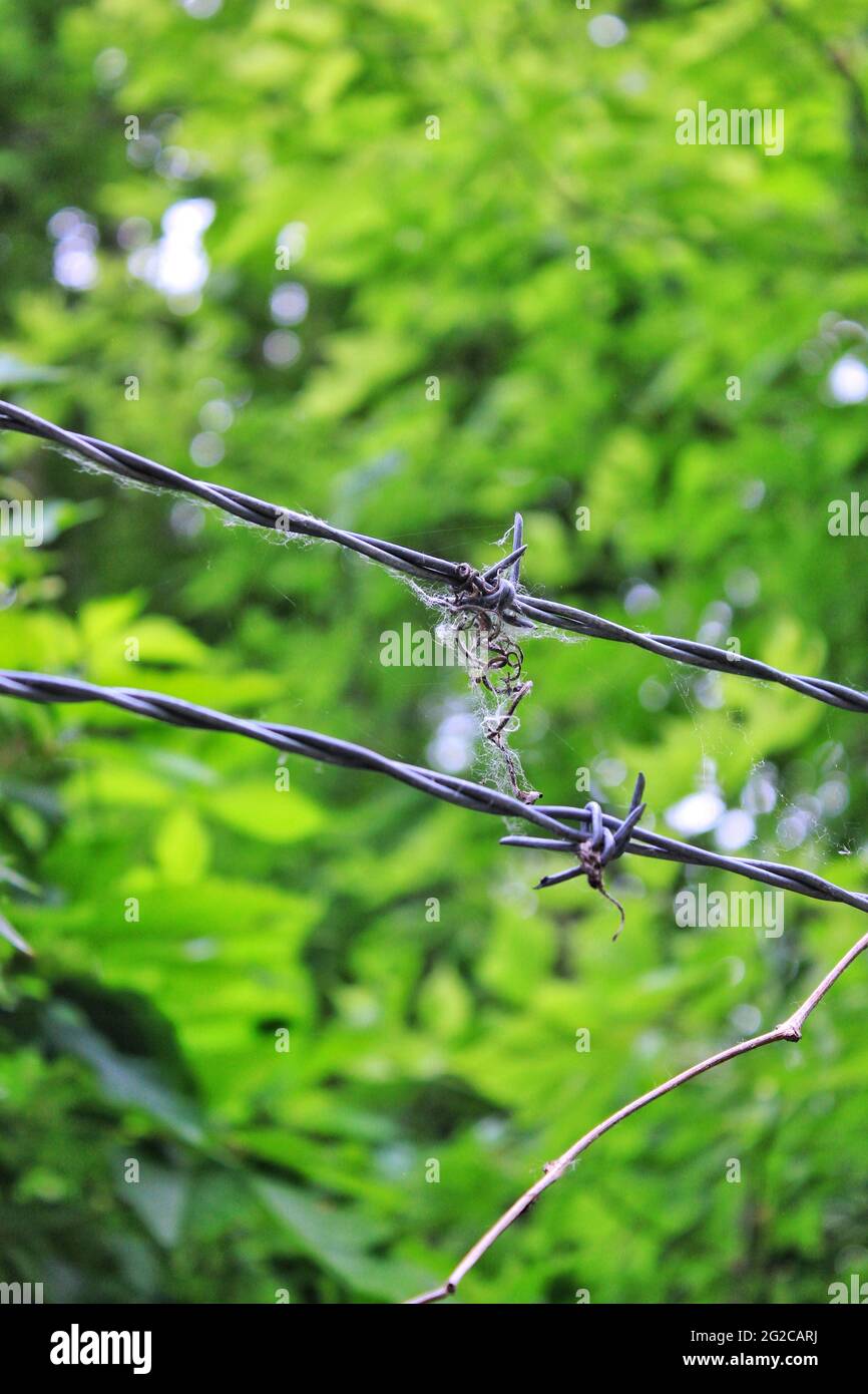 Closeup of a dangerous knot in a barbed wire fence Stock Photo - Alamy