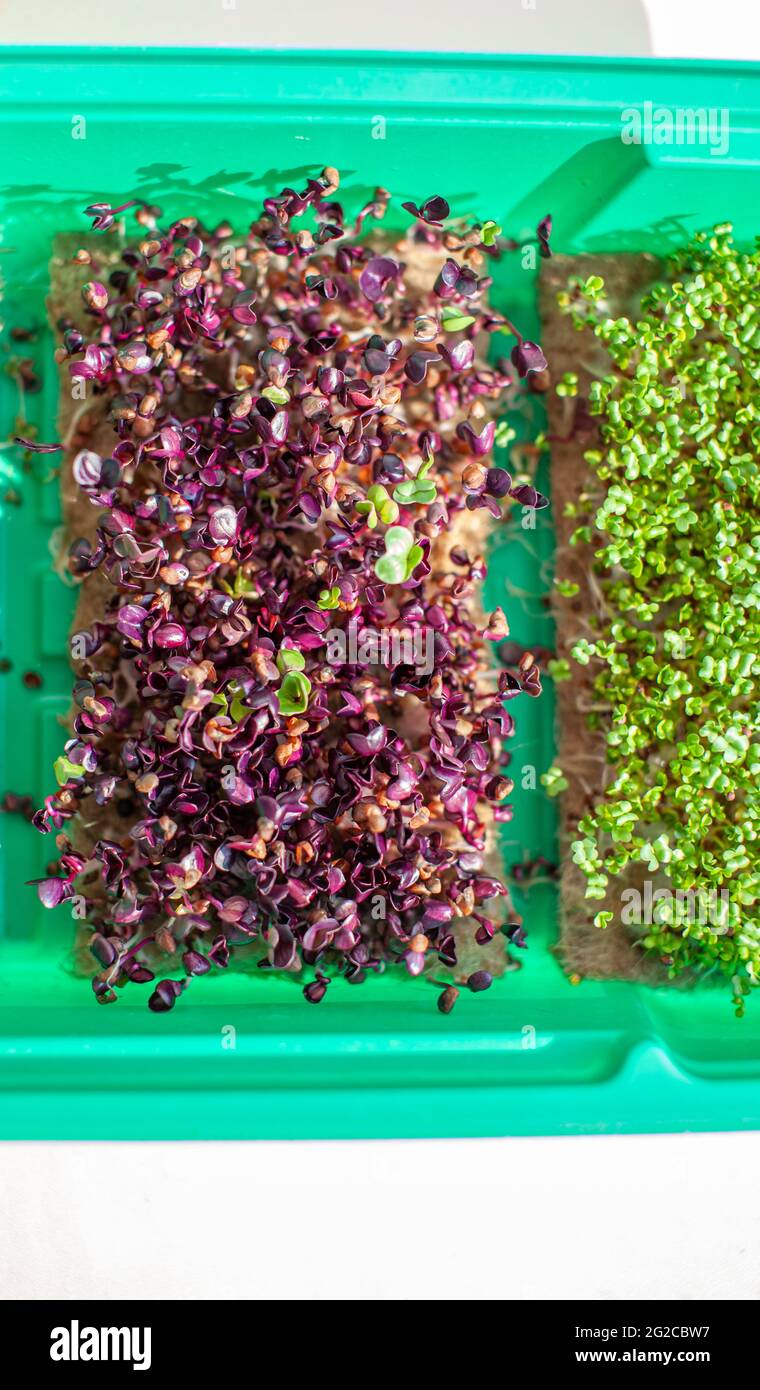 Mustard seed germination hi-res stock photography and images - Alamy